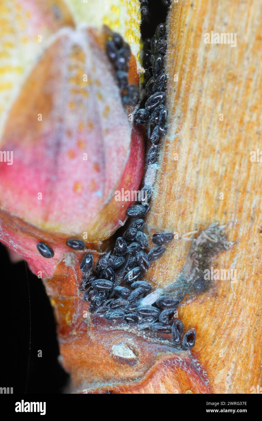 Red currant blister aphids. Cryptomyzus ribis, Aphis schneideri ...