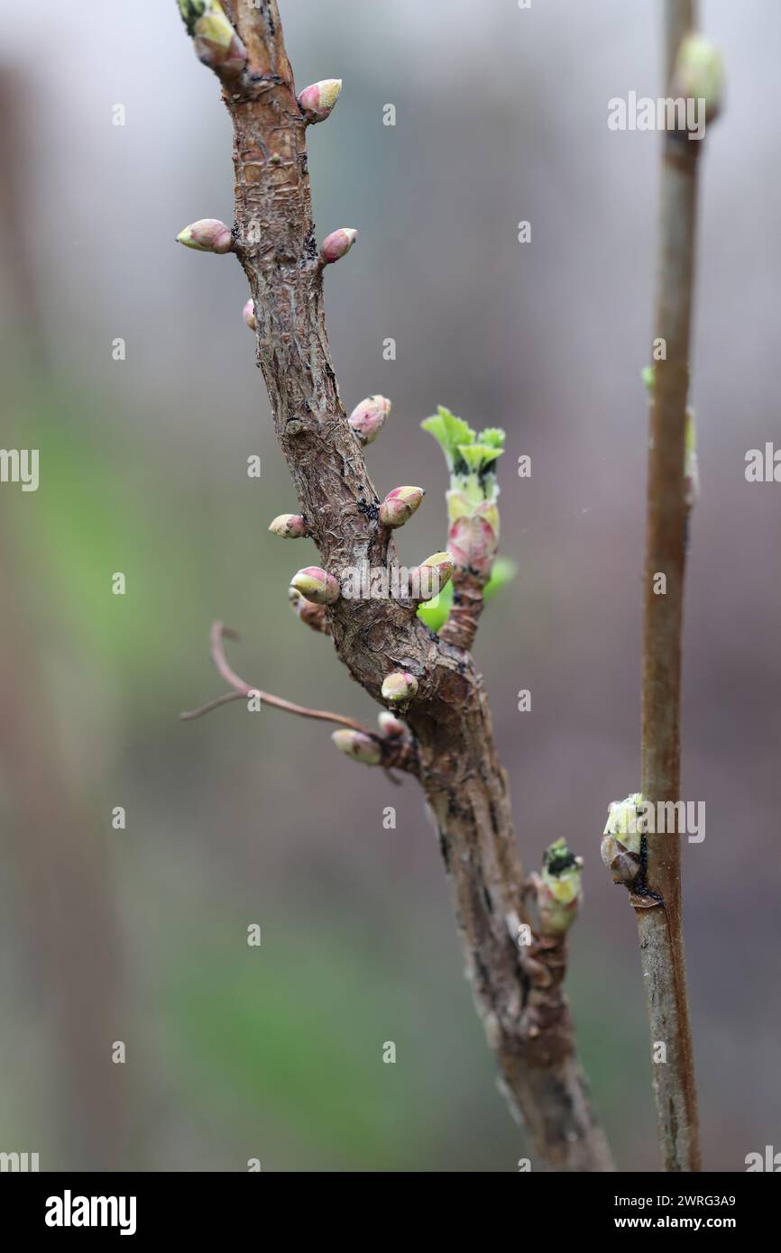 Red currant blister aphids. Cryptomyzus ribis, Aphis schneideri ...