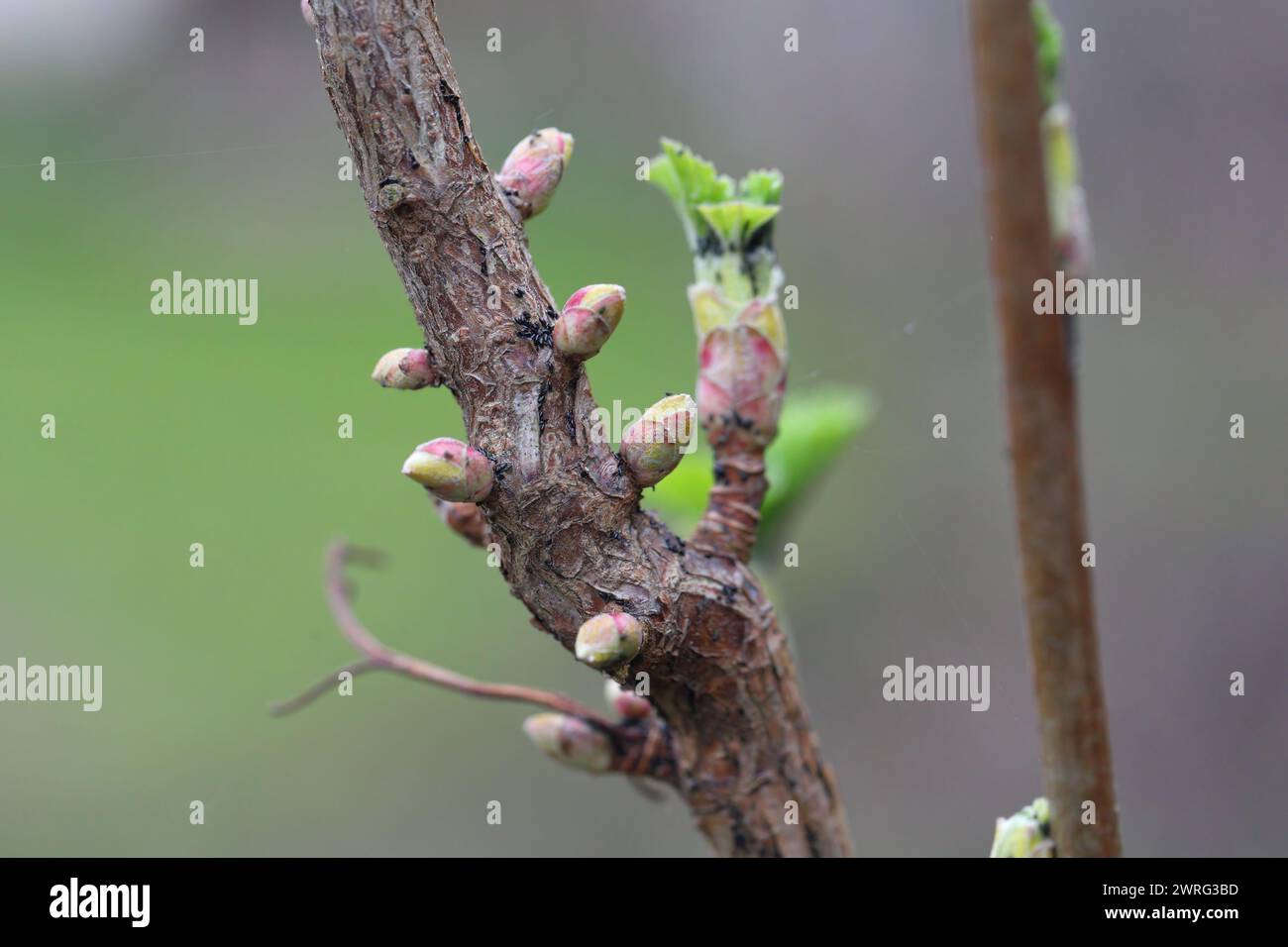 Red currant blister aphids. Cryptomyzus ribis, Aphis schneideri ...