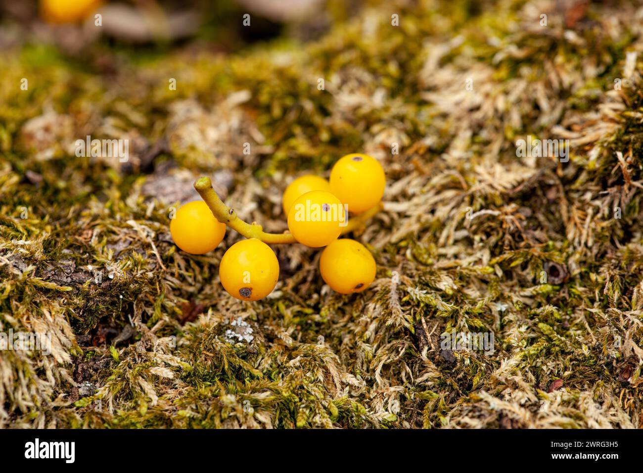 A cluster of yellow berries is flourishing on a bed of moss, adding a ...