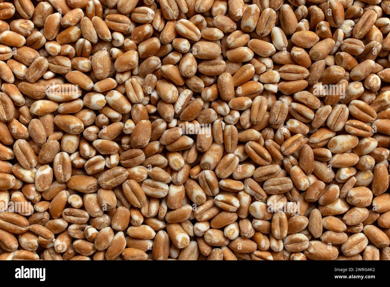 Wheat Grain texture, abstract backdrop Stock Photo - Alamy