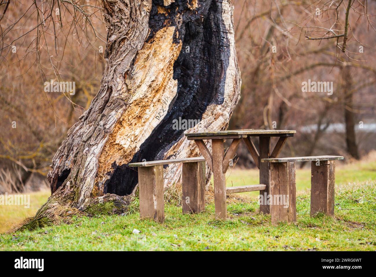 A wooden picnic table and benches are placed under the shade of a tree ...
