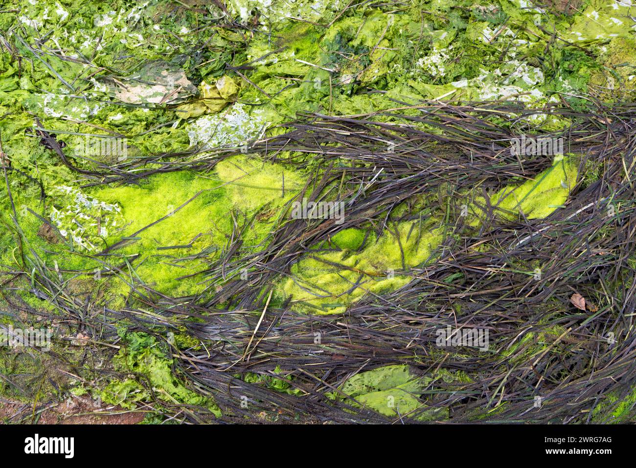 Algae and seaweed on the seashore hi-res stock photography and images ...