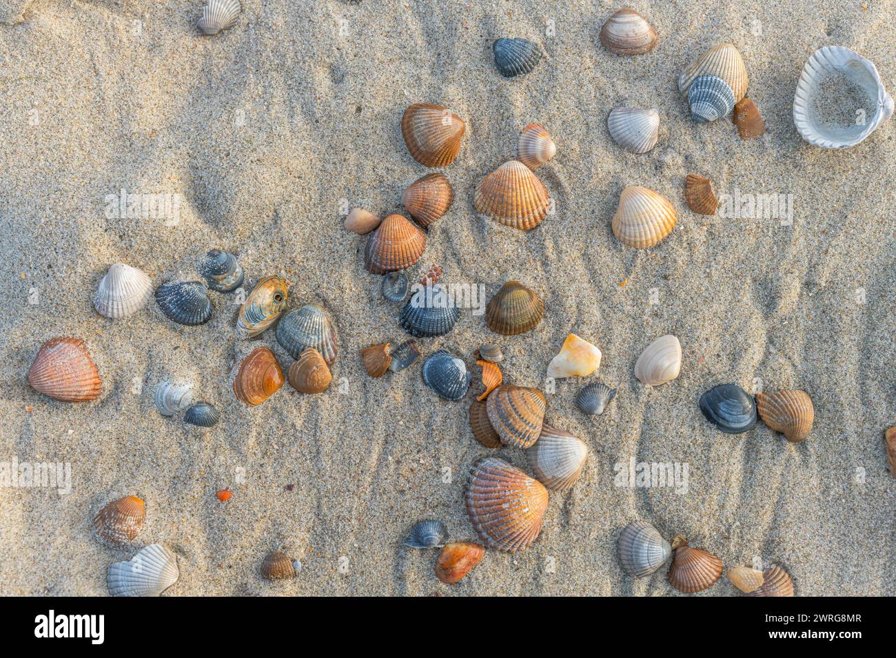 Beach near Domburg town in spring fresh morning with color sea shells ...