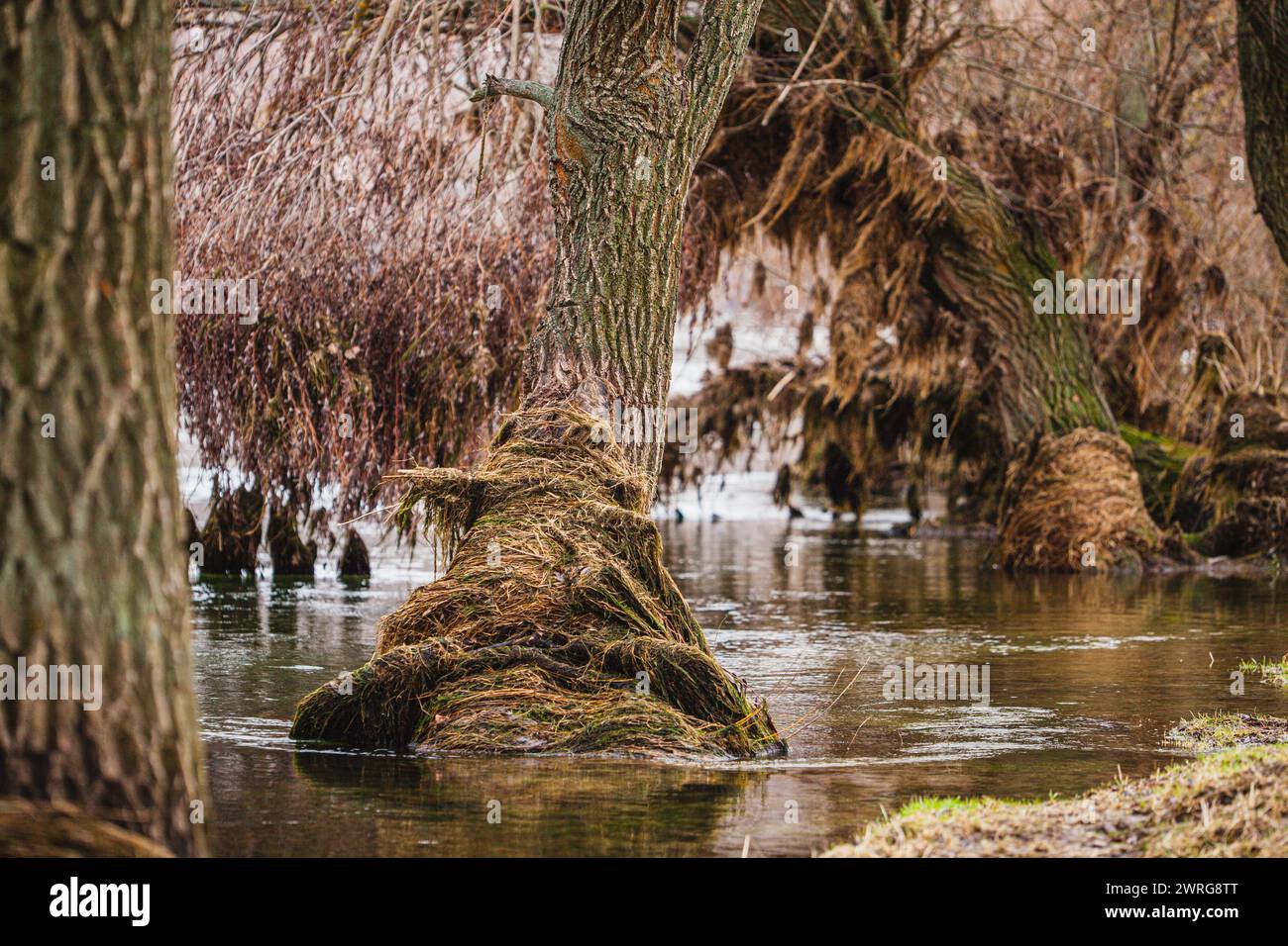 A natural landscape containing a swamp with trees and roots submerged ...