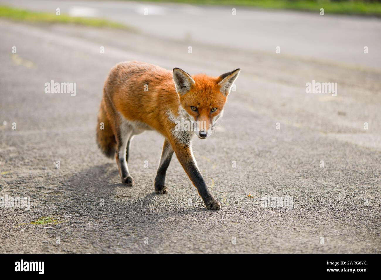 An urban Red fox casually enjoying the sun at midday by the roadside ...