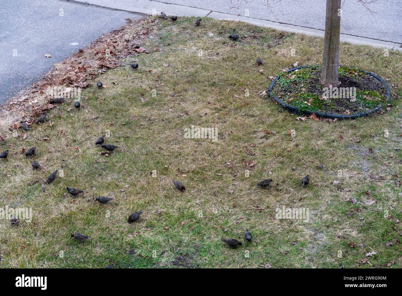 A flock of hungry quails is looking for food on the winter, withered ...