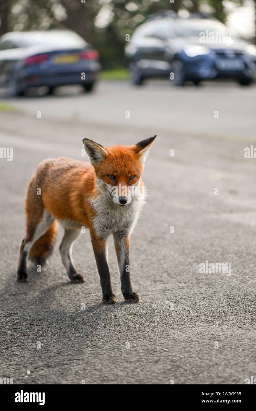 Wildlife presence hi-res stock photography and images - Alamy