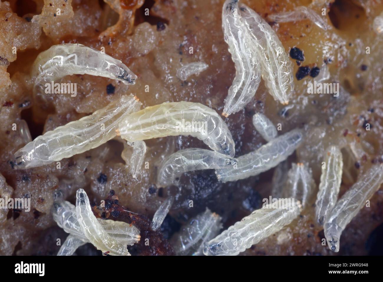 Fruit flies (Drosophila melanogaster) larvae on a rotten banana Stock ...