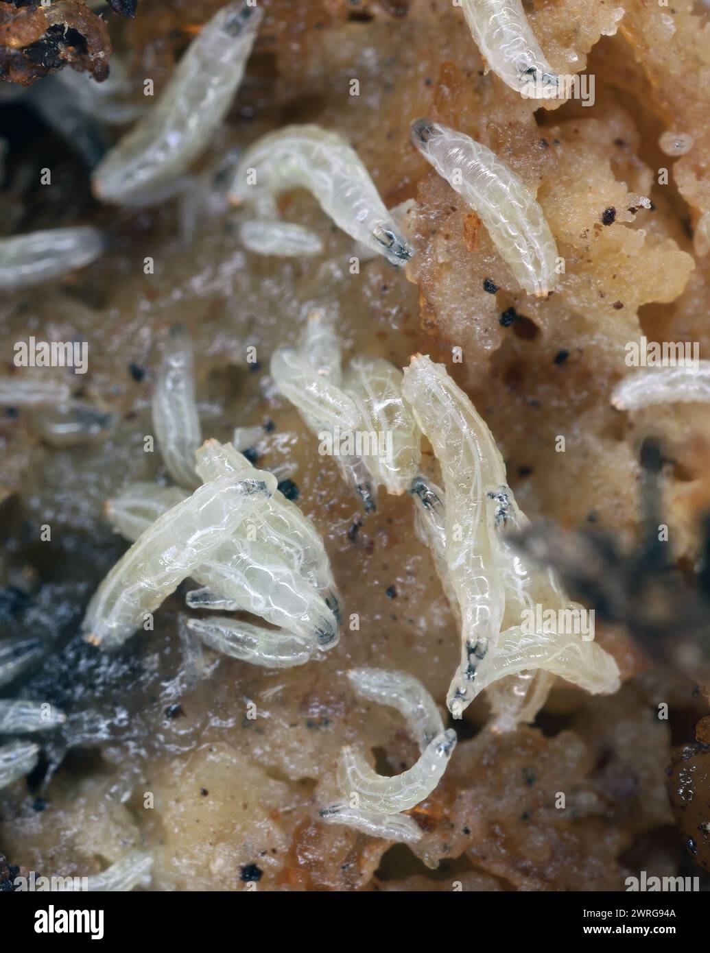 Fruit flies (Drosophila melanogaster) larvae on a rotten banana Stock ...