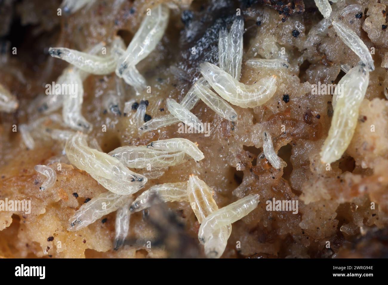 Fruit flies (Drosophila melanogaster) larvae on a rotten banana Stock ...