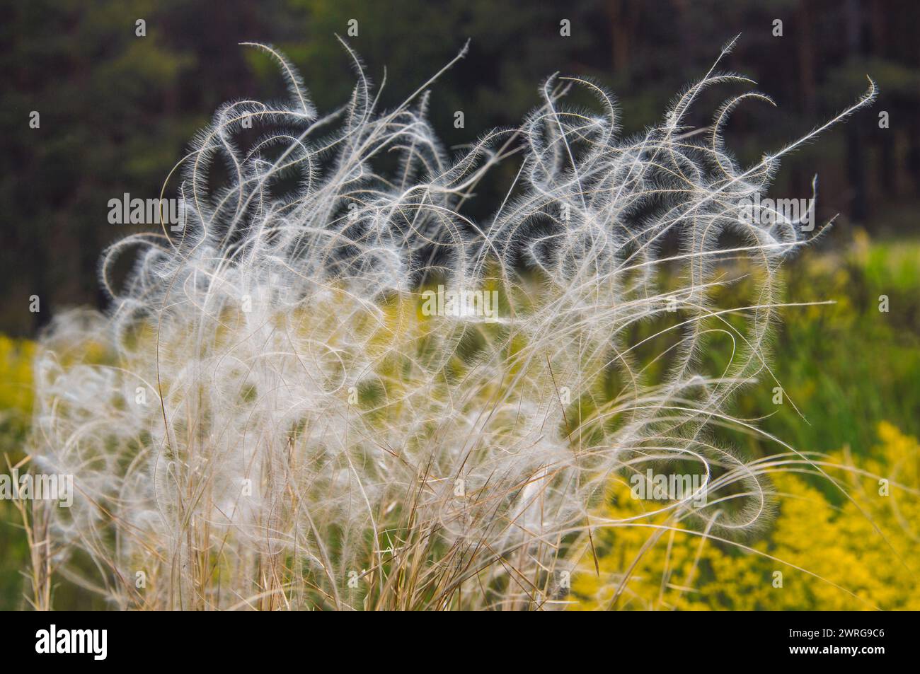 Mexican feather grass hi-res stock photography and images - Alamy