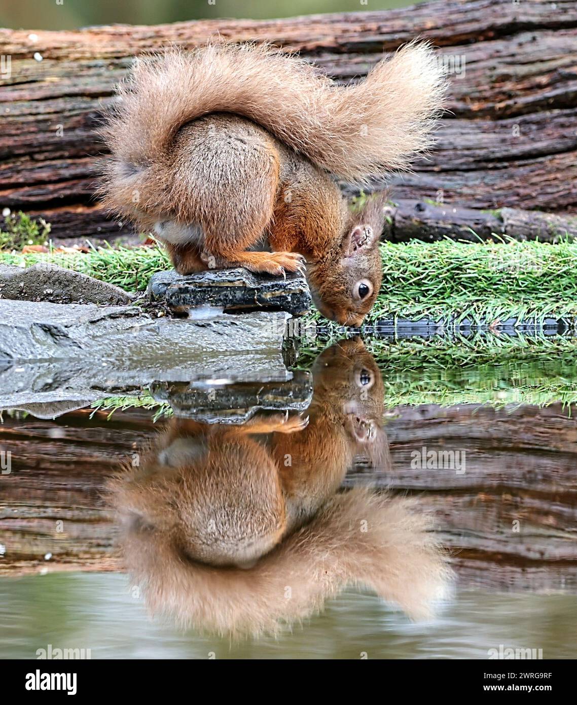Glass squirrel hi-res stock photography and images - Alamy