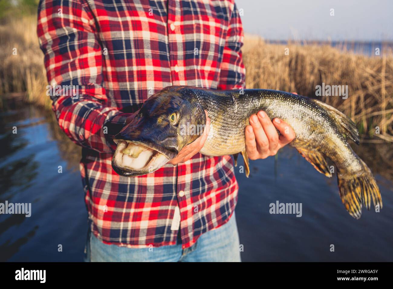 The fisherman in the red shirt is holding a fish pike caught on a hook ...