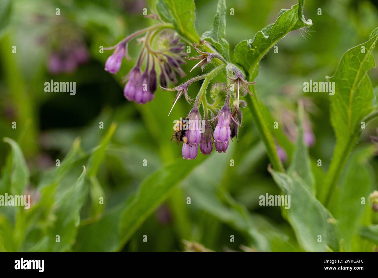 Comfrey. Comfrey or Symphytum officinale flower used in organic ...