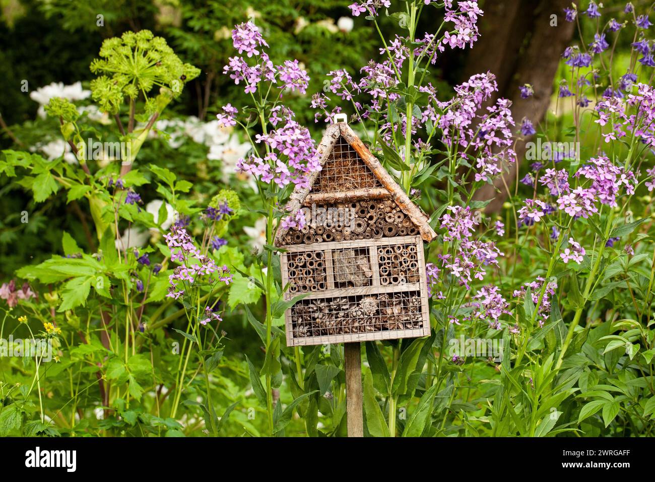 Bug house hi-res stock photography and images - Alamy