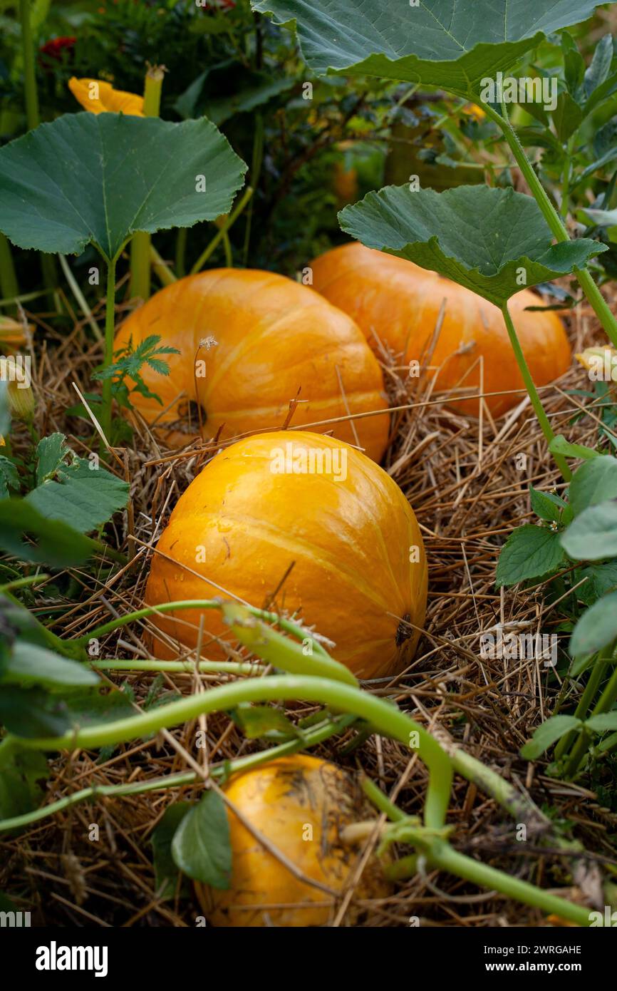 Food to grow hi-res stock photography and images - Alamy