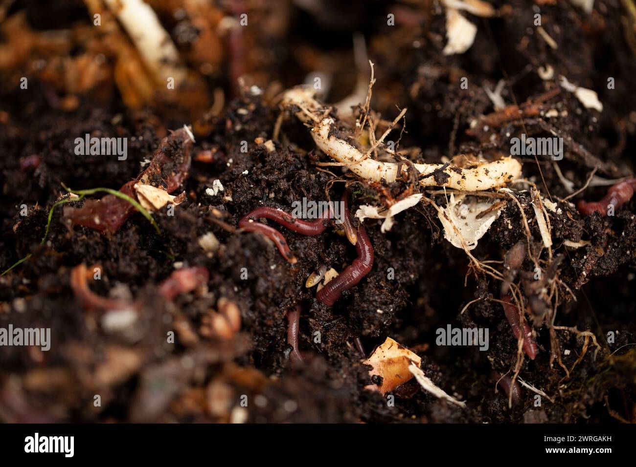Earthworms play a vital role in the composting process.They break down ...