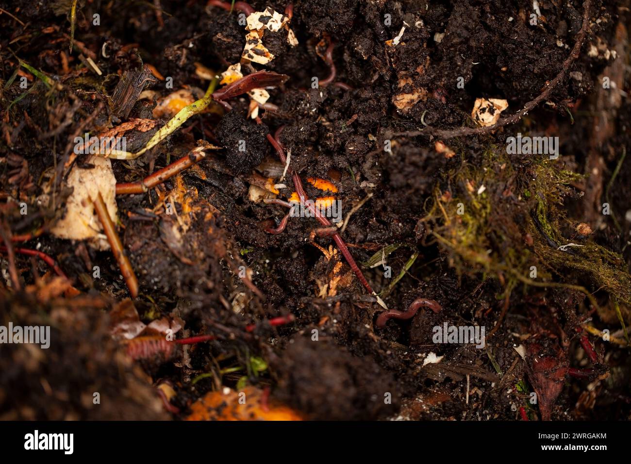 Earthworms play a vital role in the composting process.They break down ...