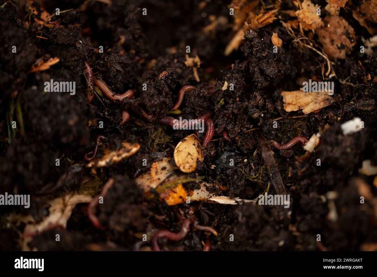 Recycle recycling earthworms hi-res stock photography and images - Alamy