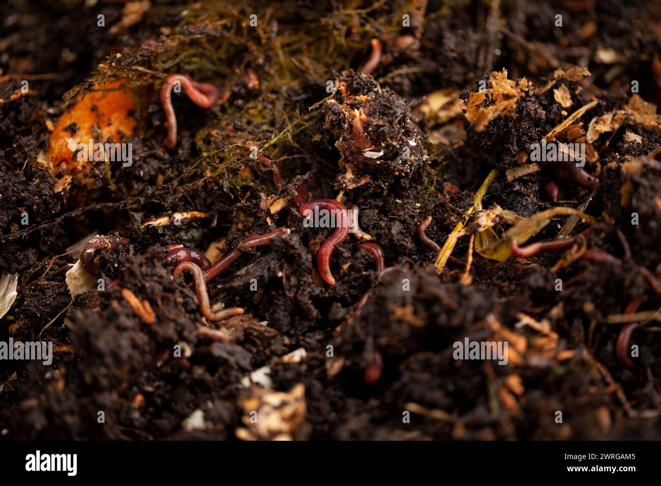 Earthworms play a vital role in the composting process.They break down ...