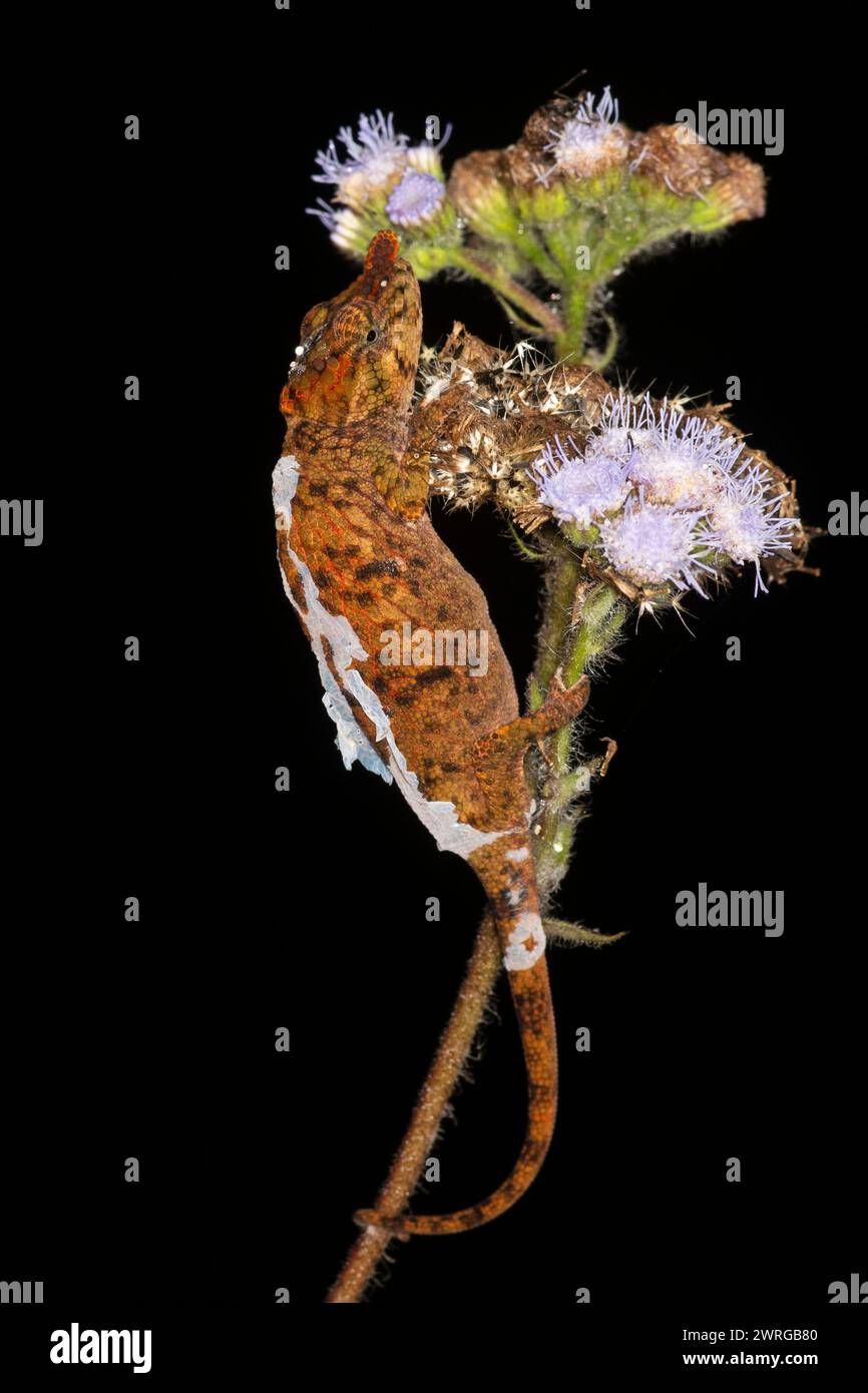 Ifanadiana hi-res stock photography and images - Alamy