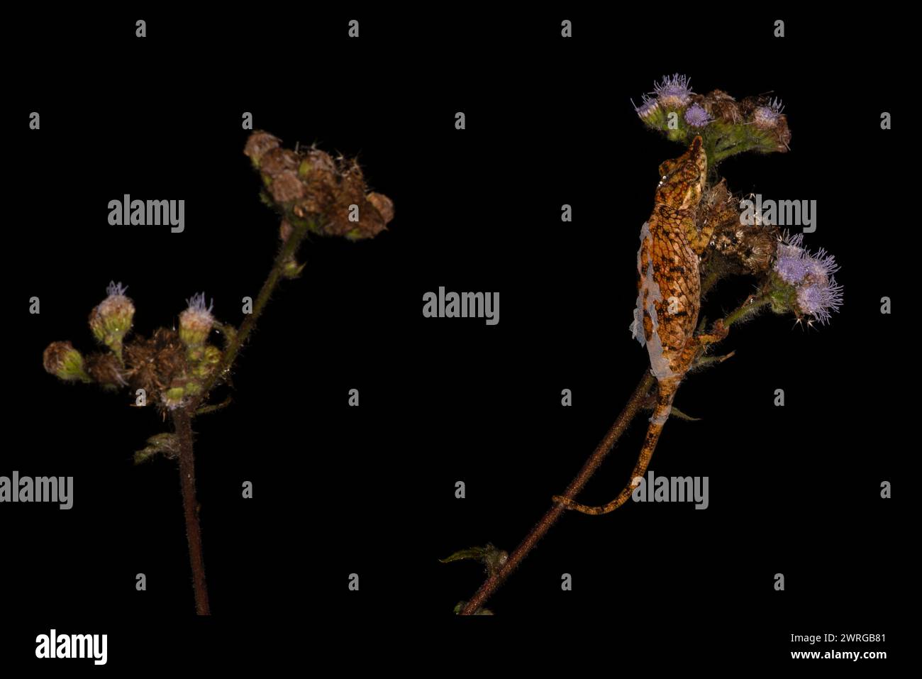 Ifanadiana hi-res stock photography and images - Alamy