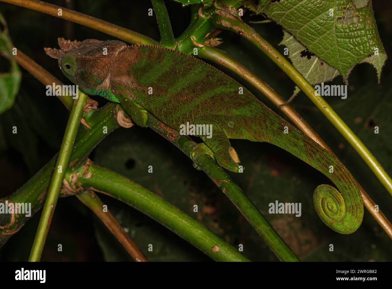 Ifanadiana hi-res stock photography and images - Alamy