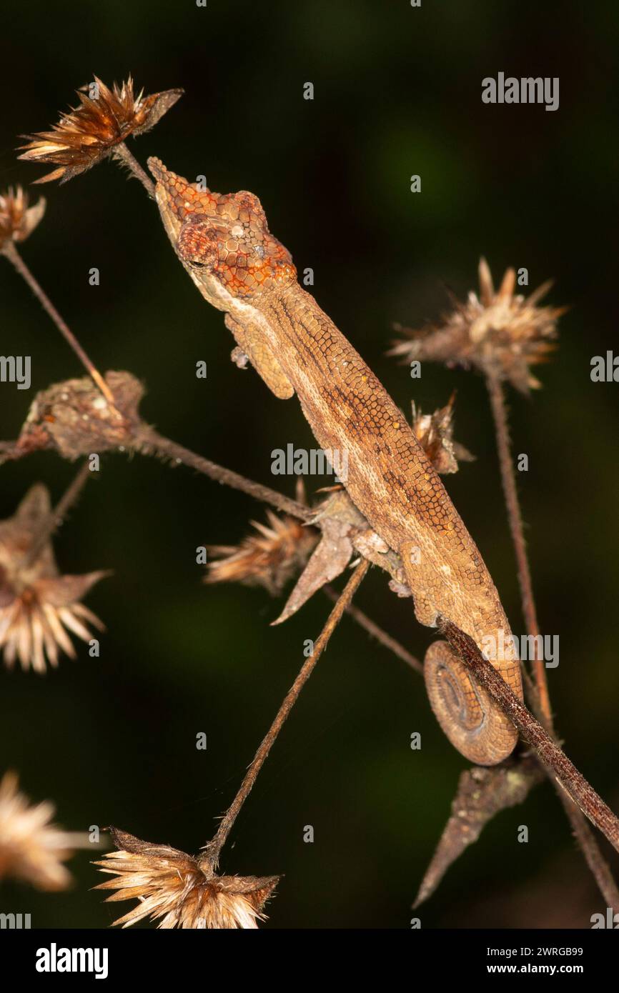 Ifanadiana hi-res stock photography and images - Alamy