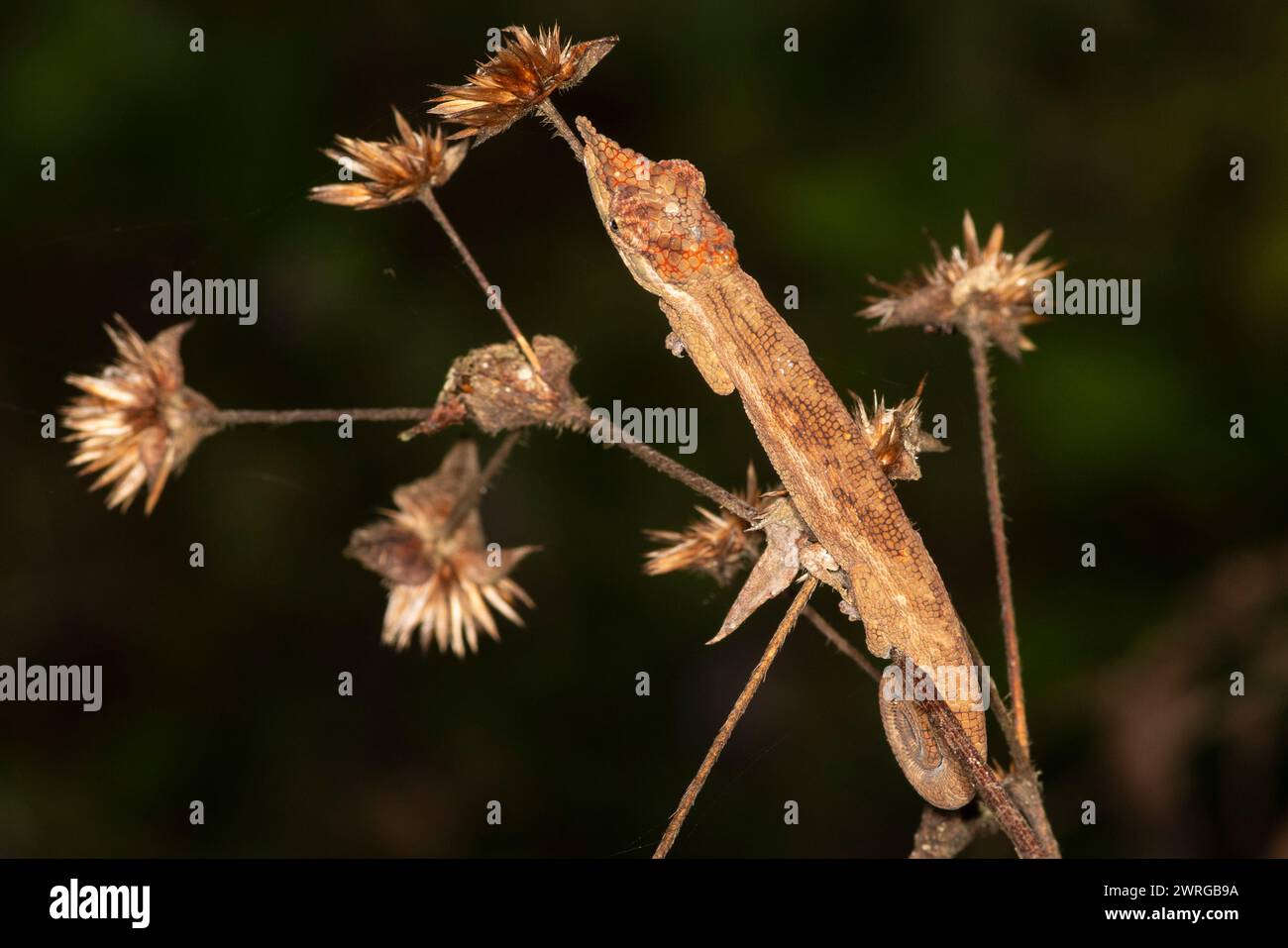 Ifanadiana hi-res stock photography and images - Alamy