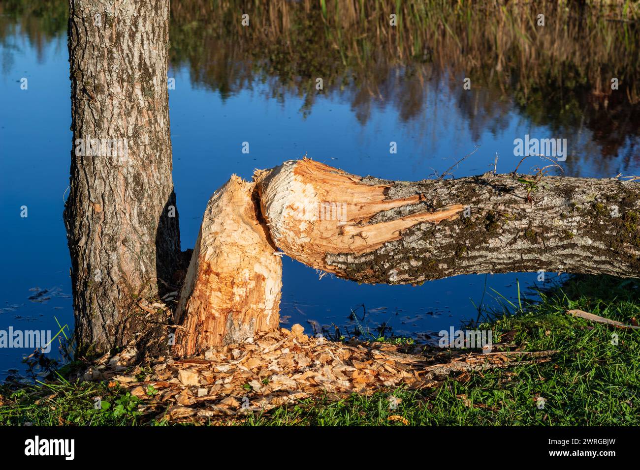 Beaver wood shavings hi-res stock photography and images - Alamy