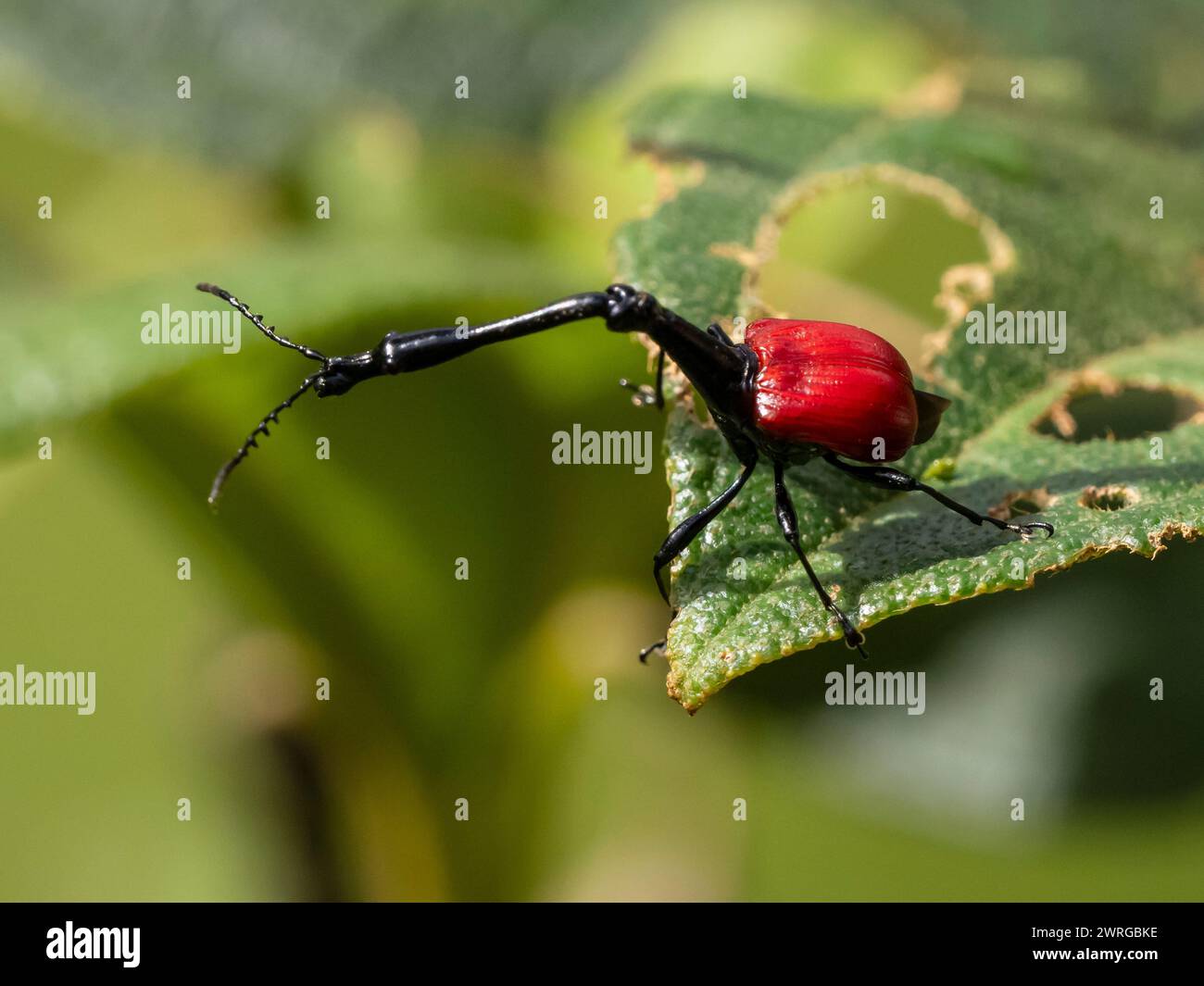 Giraffe-necked weevil, Trachelophorus giraffa, Androy, Lalangina, Haute ...