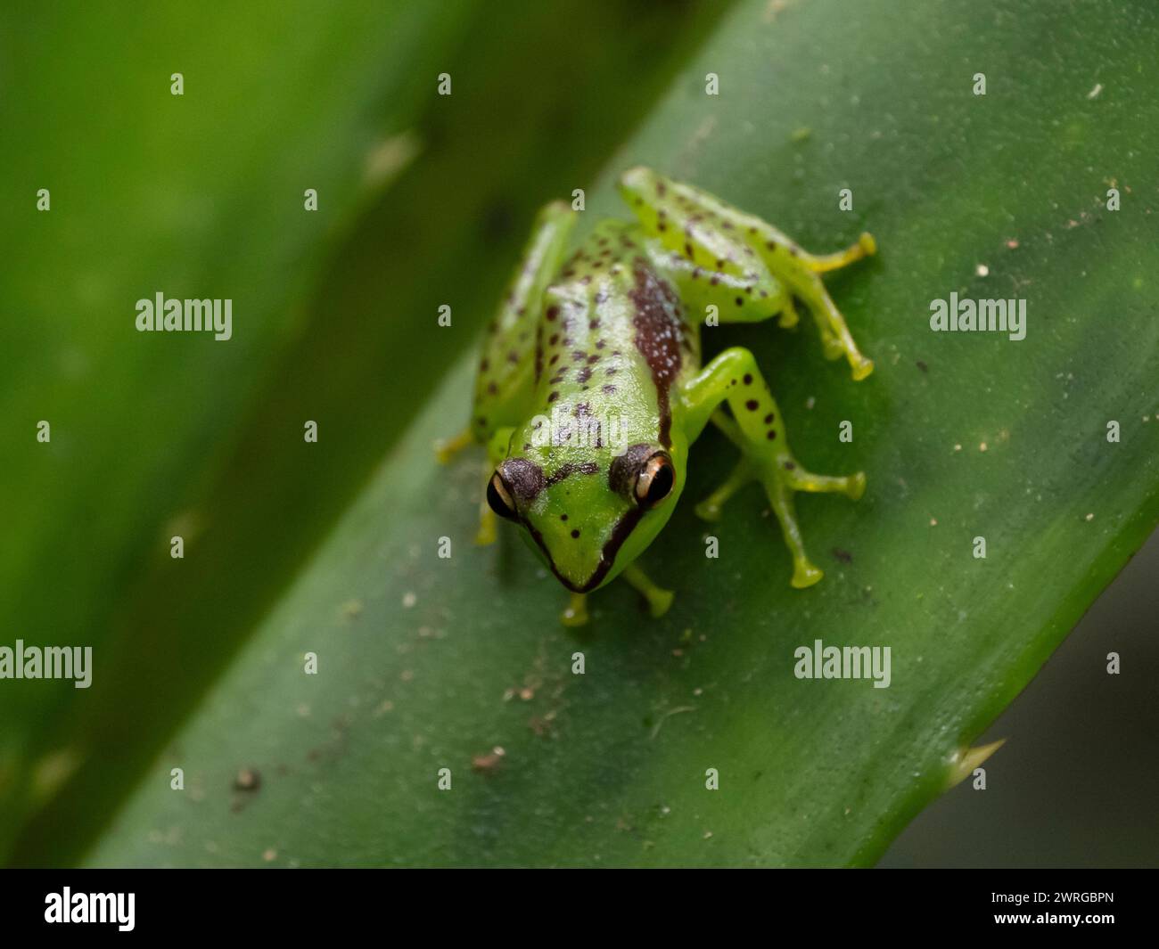 Pulcher hi-res stock photography and images - Alamy