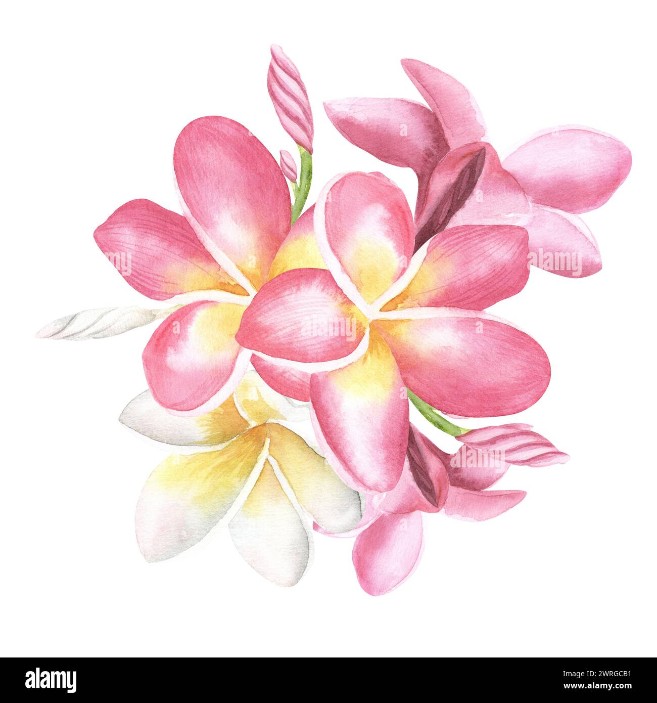 Plumeria or Frangipani or Temple tree flower. Close up single pink-red ...