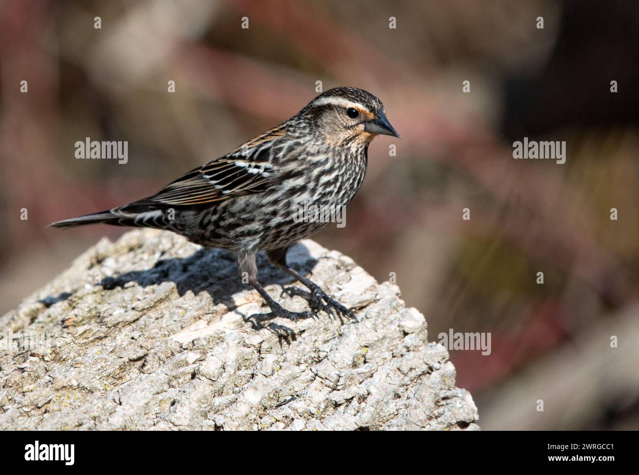 Canadian redwing blackbird hi-res stock photography and images - Alamy