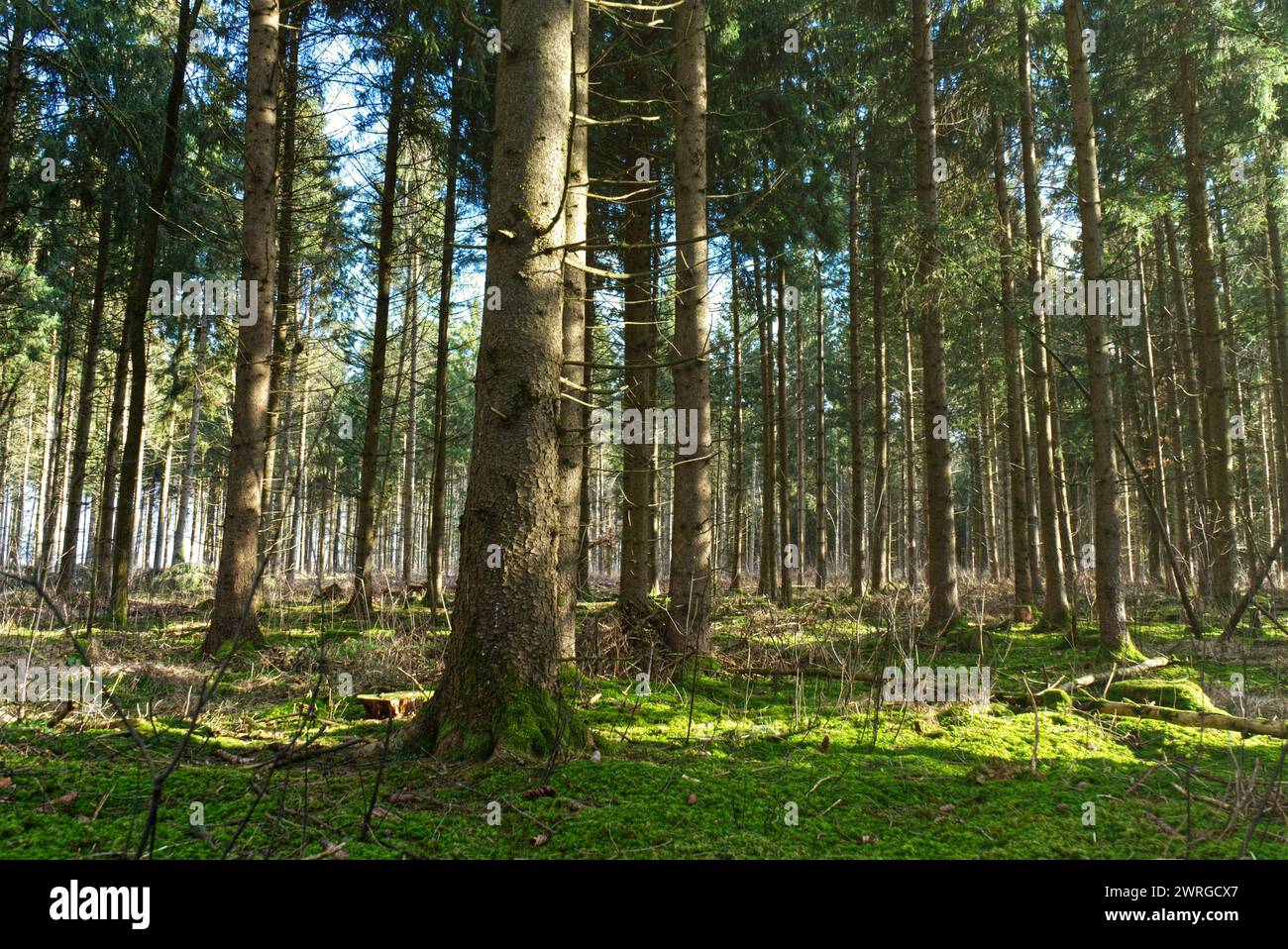 Sunlight pine forest landscape hi-res stock photography and images - Alamy