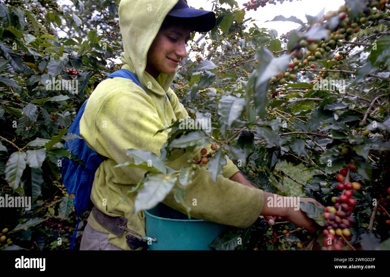 Colour shot Coffee Plantation, The Andes mountains, Medellin, Colombia ...