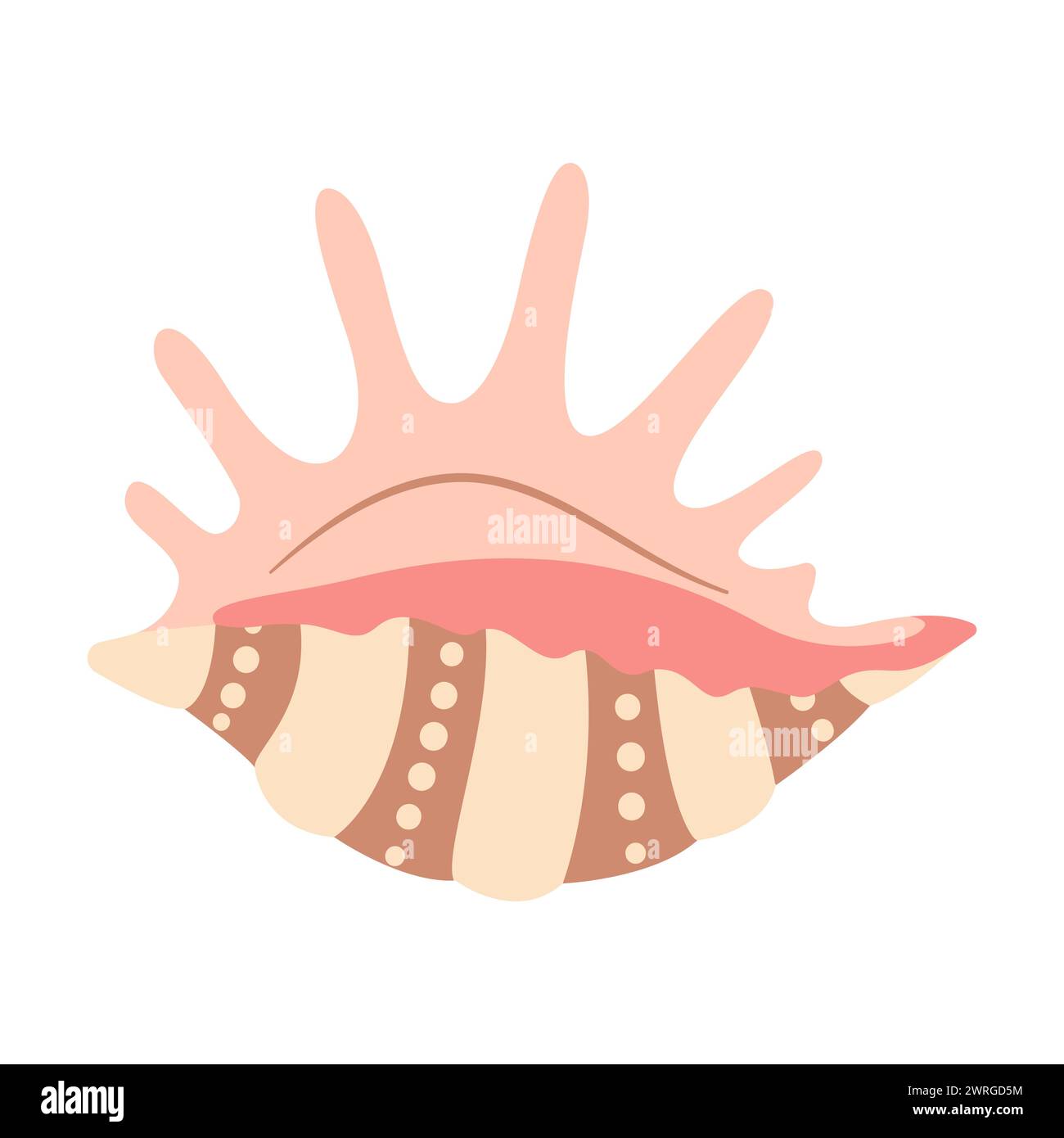 Hand drawn Spider Conch Seashell. Cartoon style flat illustration ...