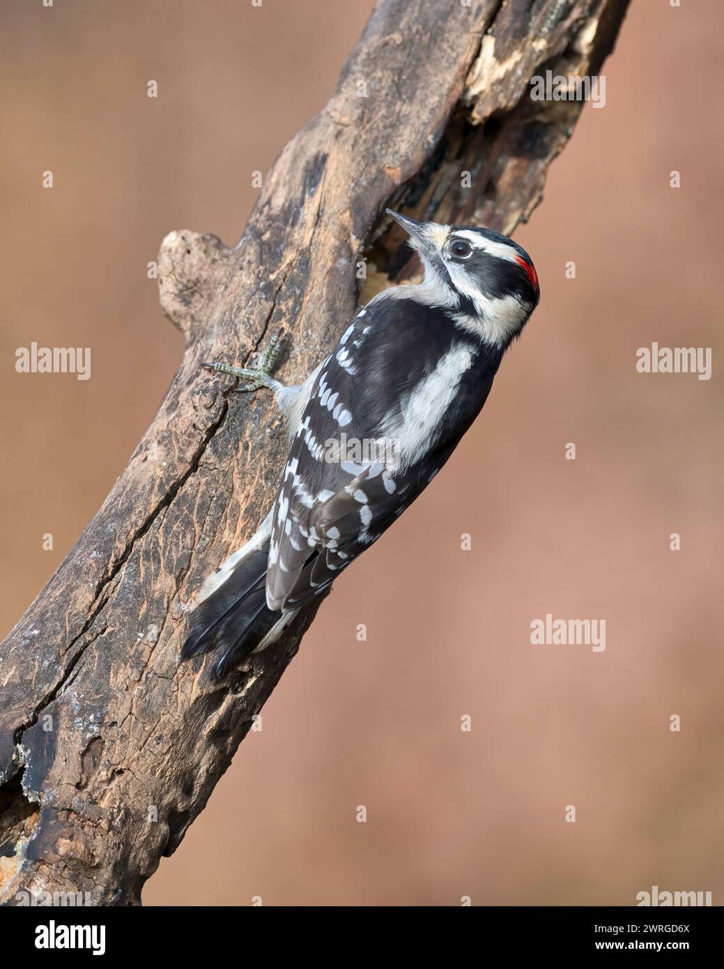 A tiny Male Downy Woodpecker bird perched on a wooden branch Stock ...