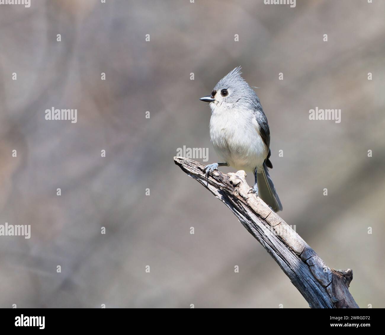 A tiny Tufted Titmouse bird perches on a fractured tree limb in the ...