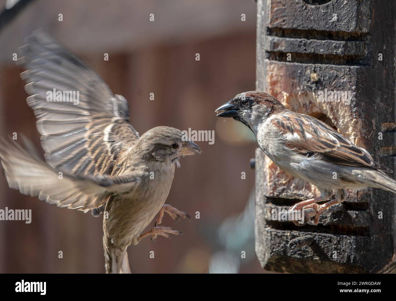Angry sparrows hi-res stock photography and images - Alamy