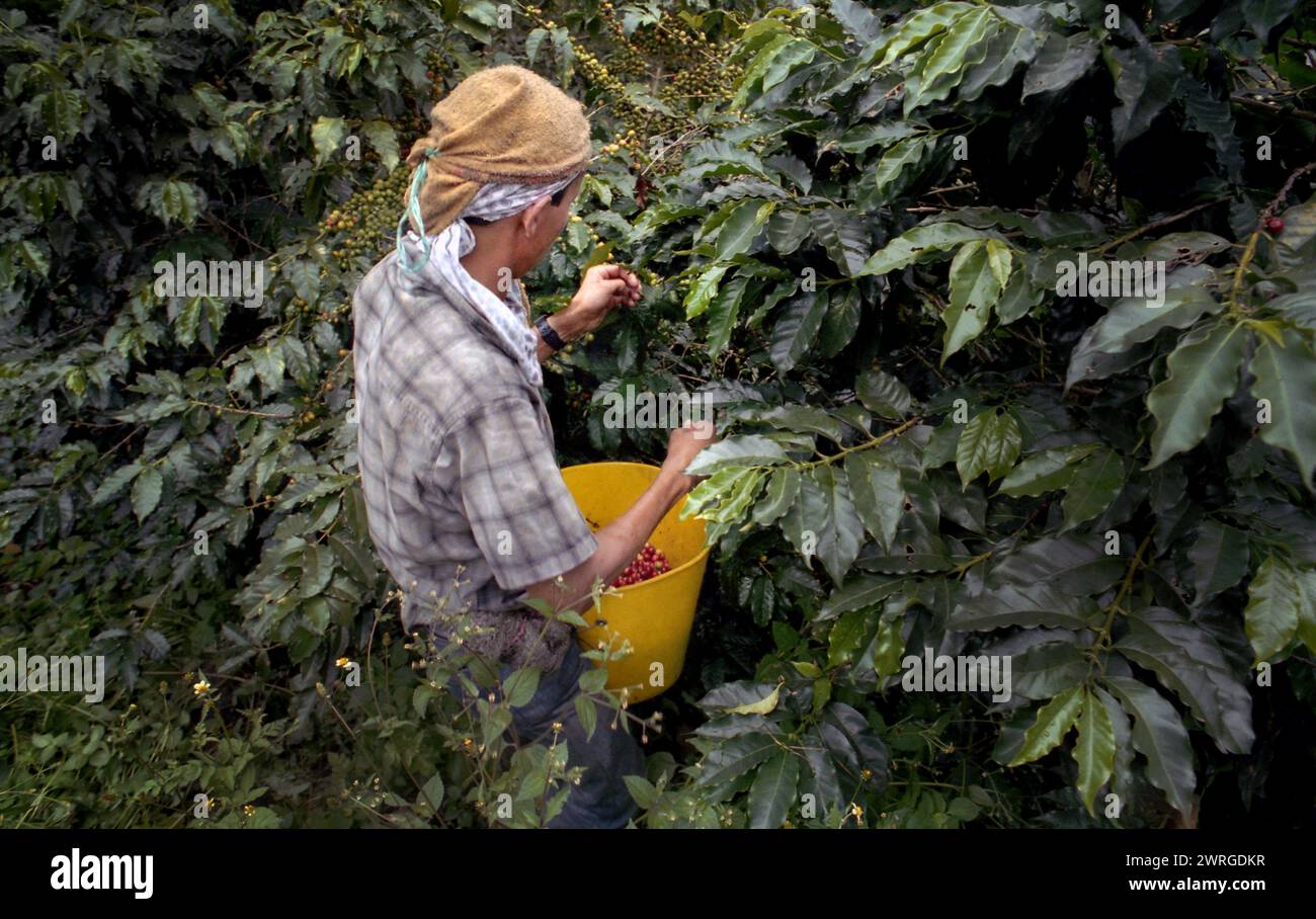 Colour shot Coffee Plantation, The Andes mountains, Medellin, Colombia ...