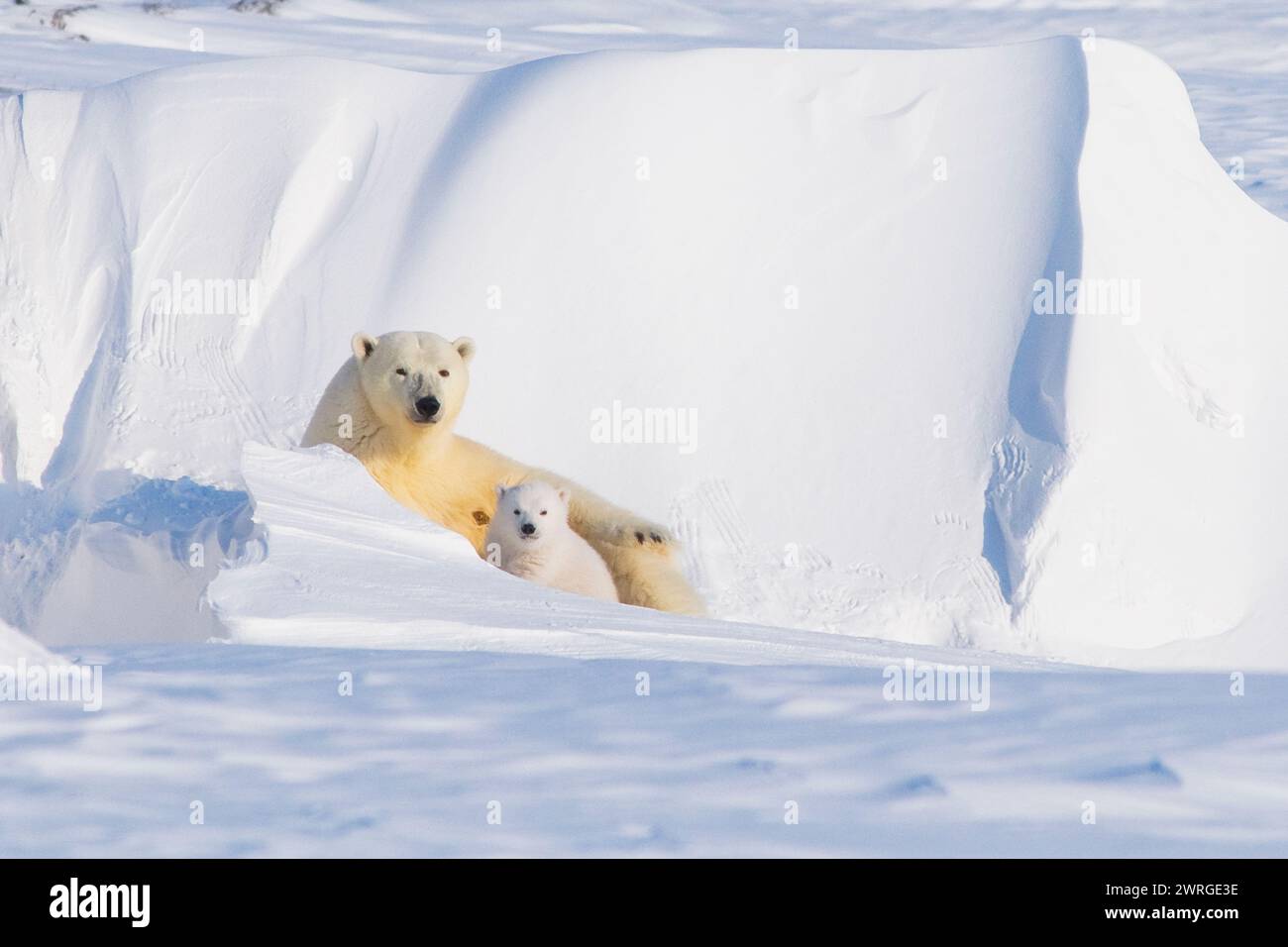 polar bears Ursus maritimus sow with spring cub emerged from their den ...