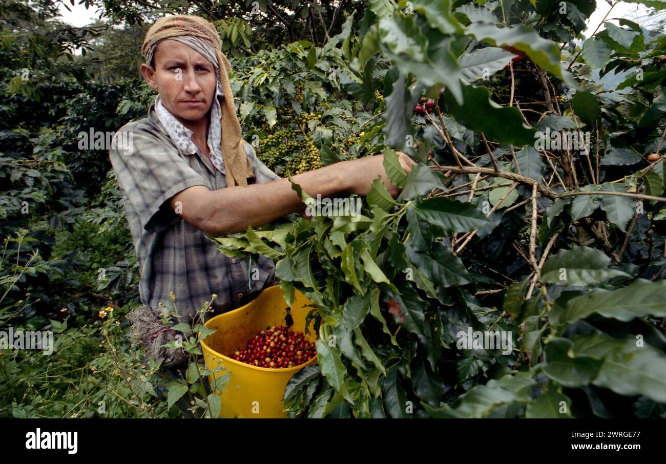 Colour shot Coffee Plantation, The Andes mountains, Medellin, Colombia ...