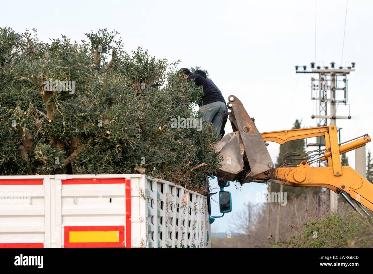 People cutting down olive trees and loading them onto a lorry. Tree ...
