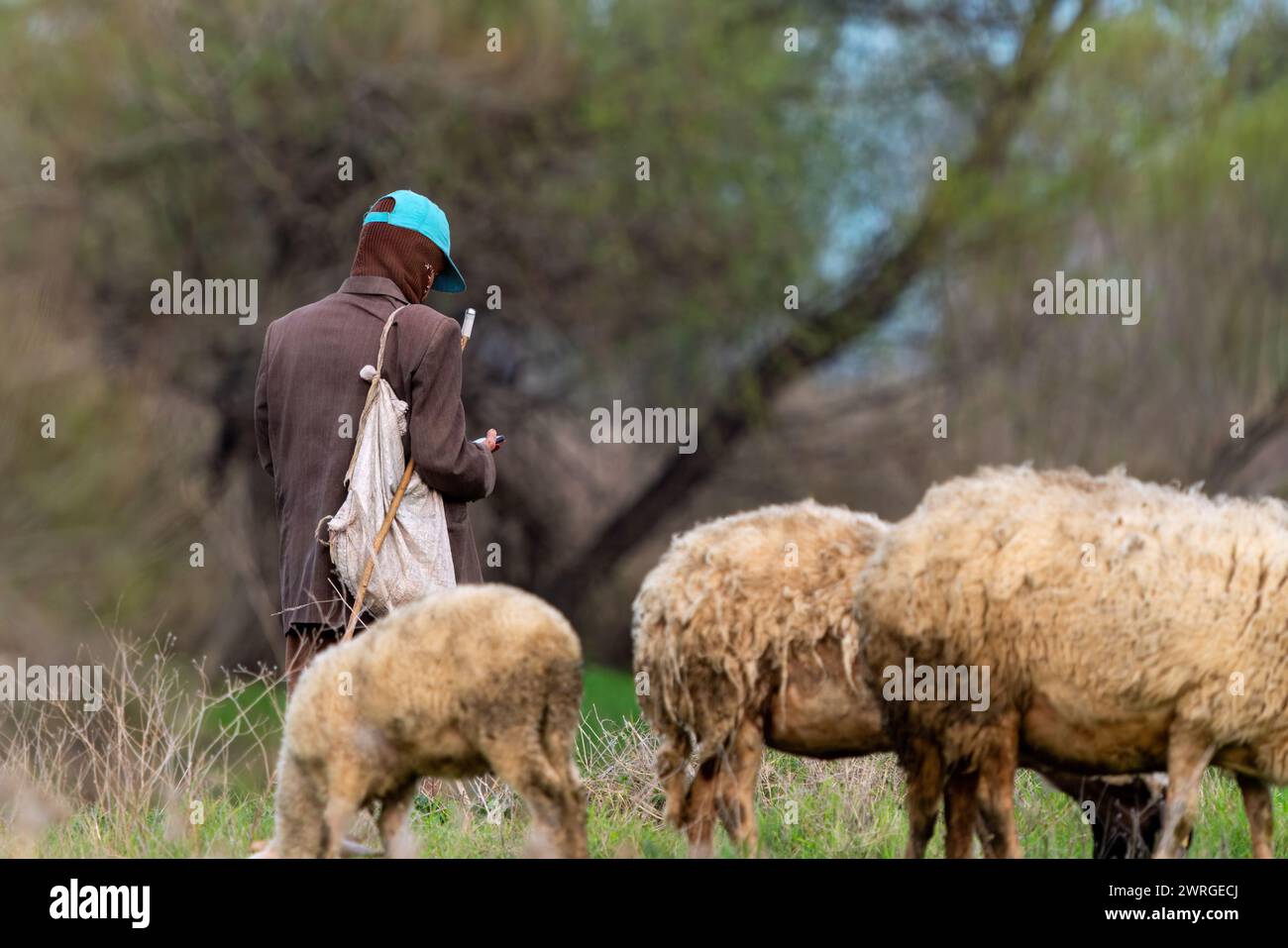 Talking sheep hi-res stock photography and images - Alamy