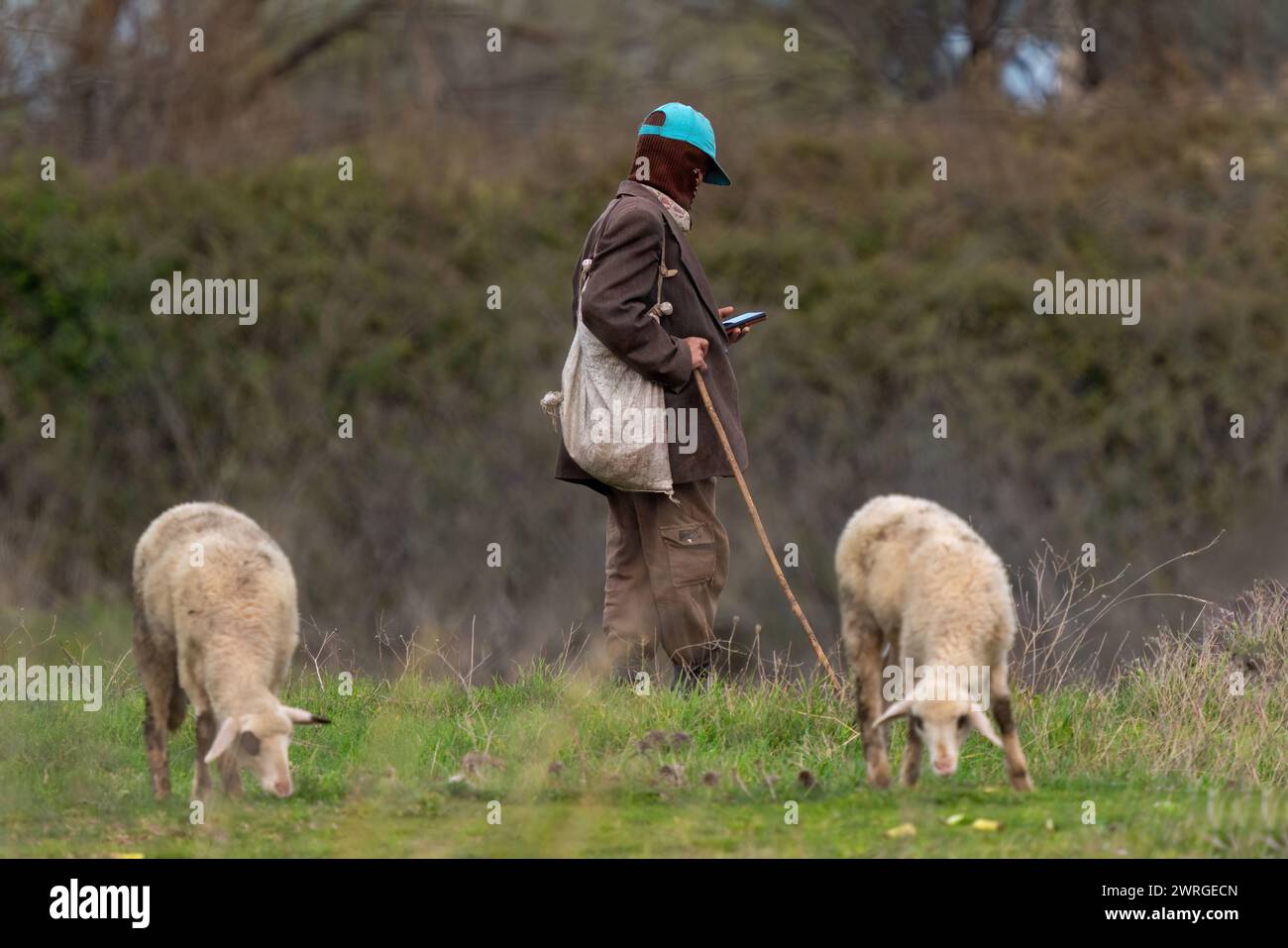 Shepherd talking on mobile phone while grazing sheep. Communication in ...