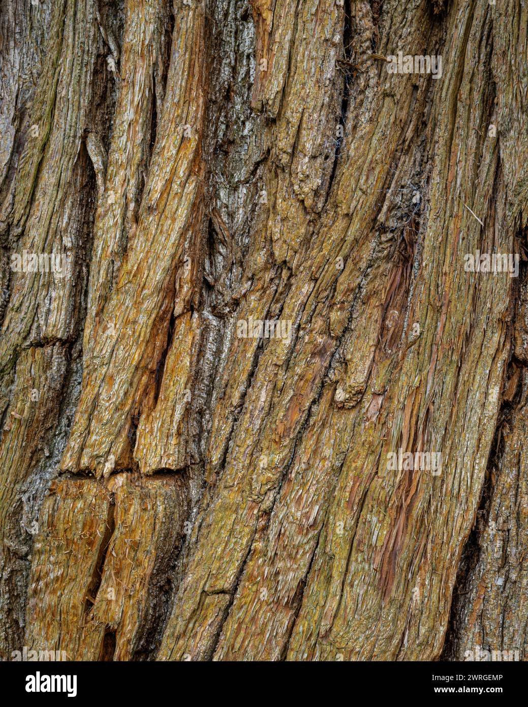 Tree Bark of Castania sativa, the Sweet Chestnut Tree Stock Photo - Alamy