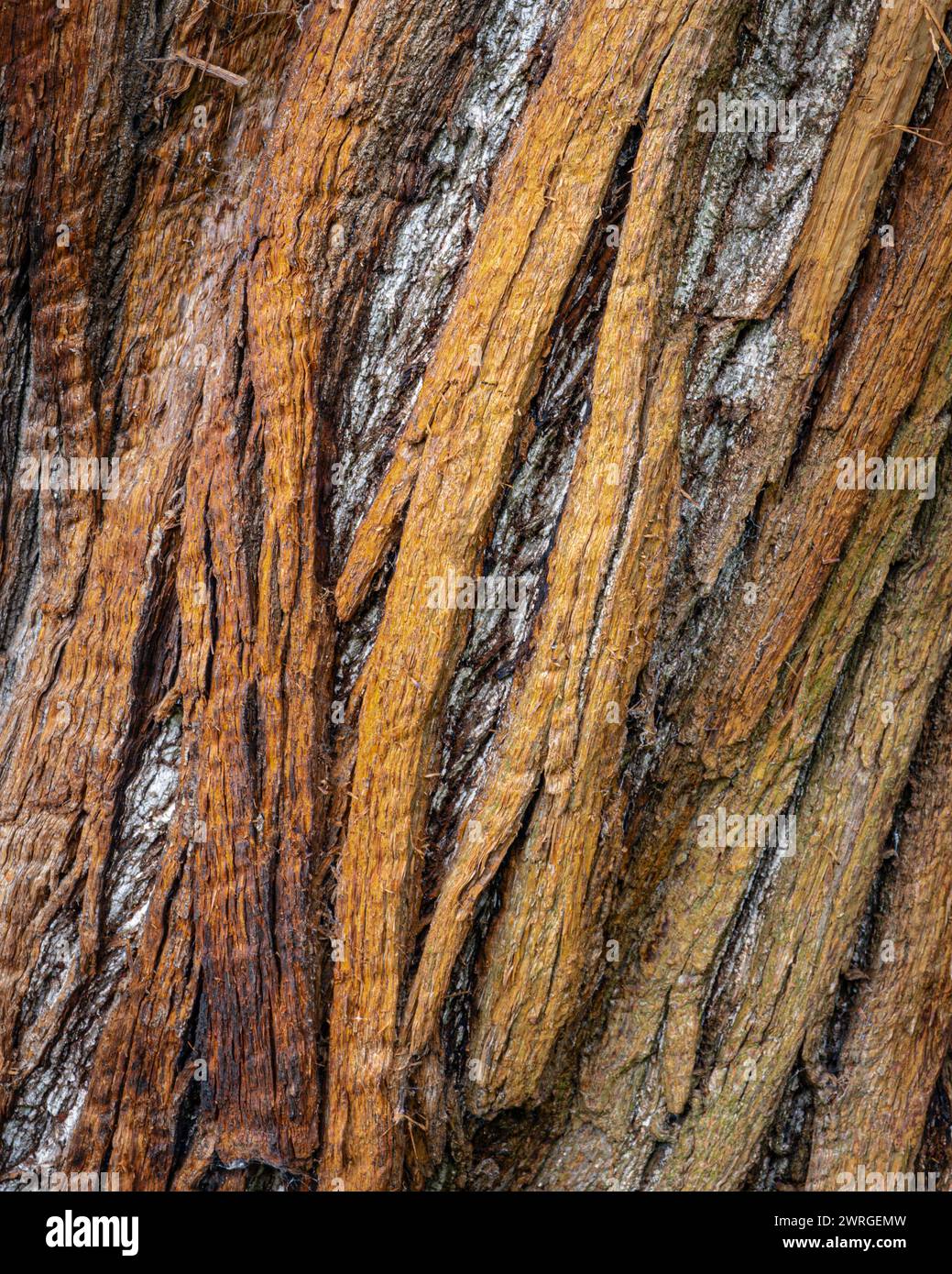 Tree Bark of Castania sativa, the Sweet Chestnut Tree Stock Photo - Alamy
