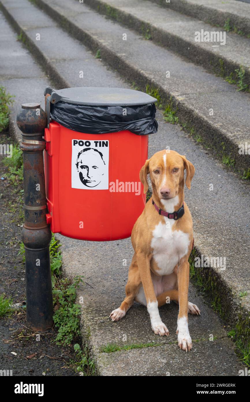 Dog sat next to Dog Poo Bin Stock Photo - Alamy
